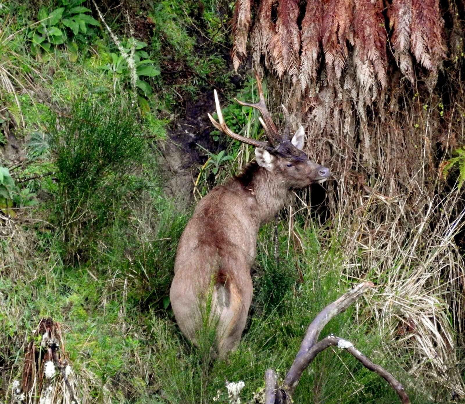 Free Range Sambar Deer in New Zealand · New Zealand Safaris